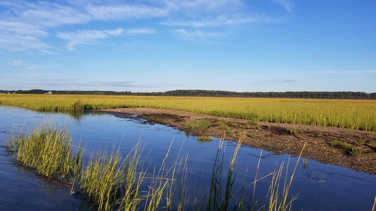 Salt Marshes - Explore Our Seaside