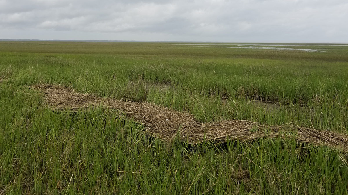 Salt Marshes - Explore Our Seaside