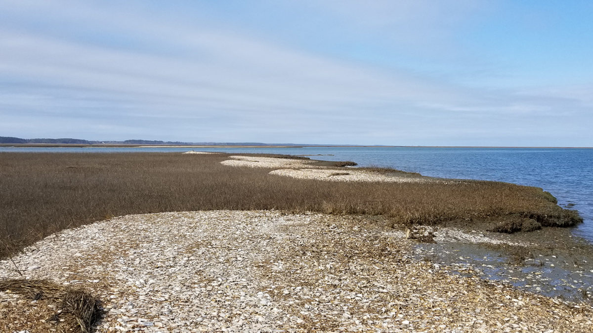 Salt Marshes - Explore Our Seaside